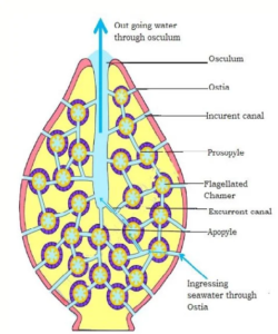 Canal System in Sponge - Definition, Types, Structures, Mechanisms ...