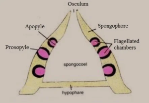Canal System in Sponge - Definition, Types, Structures, Mechanisms ...