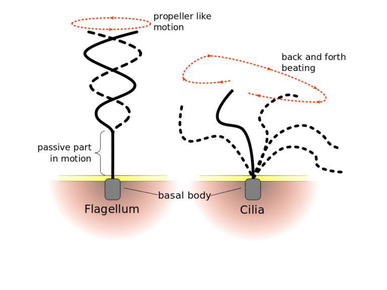 Locomotion In Protista - Definition, Organs, Locomotion Types - Biology ...