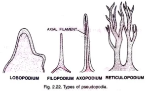 Locomotion In Protista - Definition, Organs, Locomotion Types - Biology ...