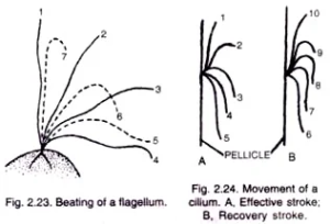 Locomotion In Protista - Definition, Organs, Locomotion Types - Biology ...