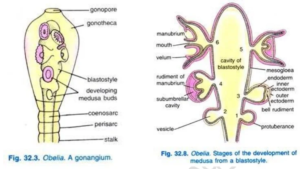 Obelia - Definition, Structure, Metagenesis, Reproduction - Biology ...