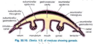 Obelia - Definition, Structure, Metagenesis, Reproduction - Biology ...