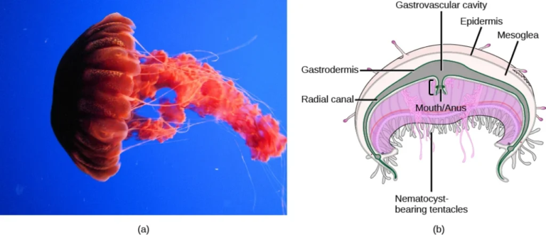 Phylum Cnidaria - General characteristics and classification - Biology ...
