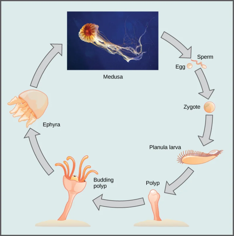 Phylum Cnidaria - General characteristics and classification - Biology ...