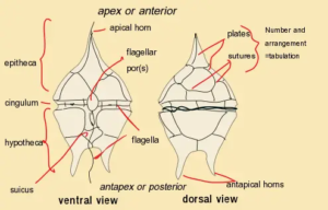 Dinoflagellate - Definition, Structure, Reproduction, Importance ...