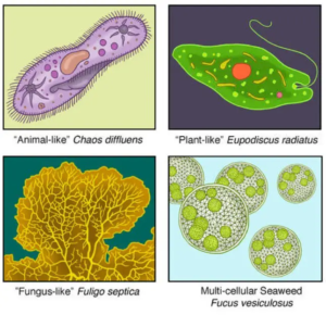 Kingdom Protista - Characteristics, Classification, Reproduction, Life ...