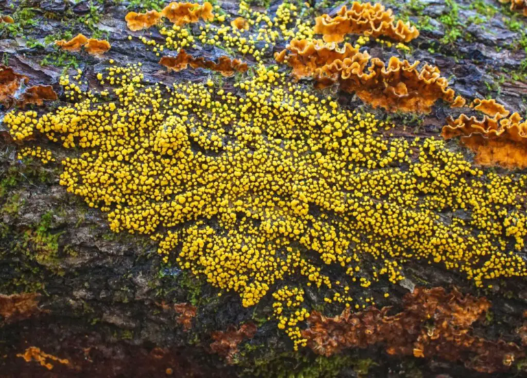 Kingdom Protista - Characteristics, Classification, Reproduction, Life ...