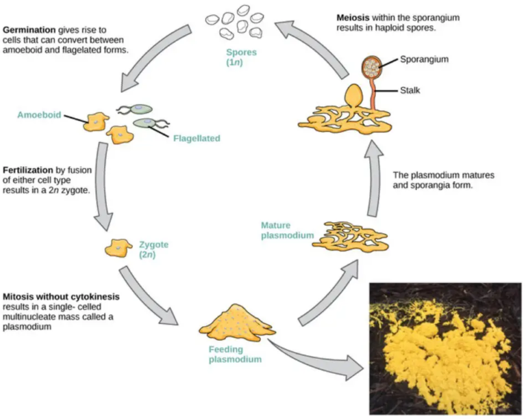 Kingdom Protista - Characteristics, Classification, Reproduction, Life ...