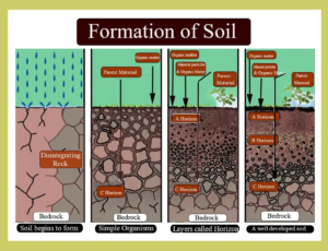 Soil Formation (Pedogenesis)- Definition, Factors, Process, Steps ...