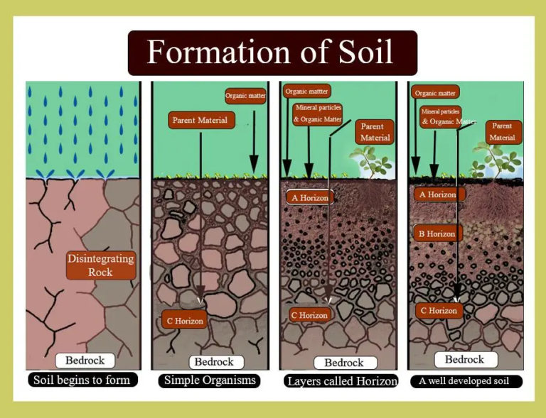 Soil Formation (Pedogenesis)- Definition, Factors, Process, Steps ...