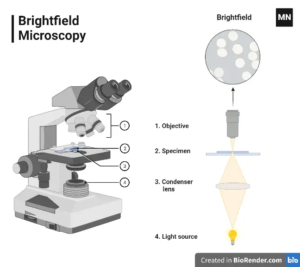 Different Types Of Microscopes With Principle, Uses, Diagrams - Biology ...