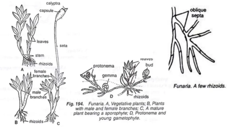 Funaria - Structure, Characteristics, Reproduction - Biology Notes Online