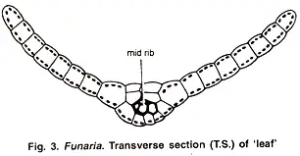 Funaria - Structure, Characteristics, Reproduction - Biology Notes Online