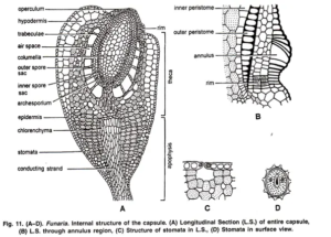 Funaria - Structure, Characteristics, Reproduction - Biology Notes Online