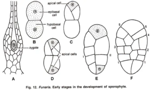 Funaria - Structure, Characteristics, Reproduction - Biology Notes Online