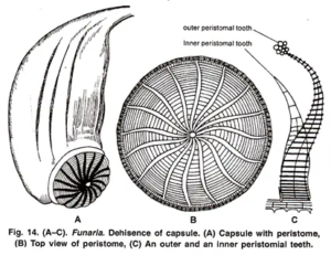 Funaria - Structure, Characteristics, Reproduction - Biology Notes Online