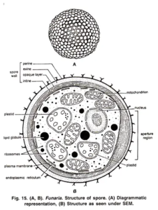 Funaria - Structure, Characteristics, Reproduction - Biology Notes Online