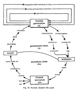 Funaria - Structure, Characteristics, Reproduction - Biology Notes Online