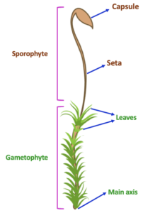 Bryophytes - definition, classification, life cycle, characteristics ...