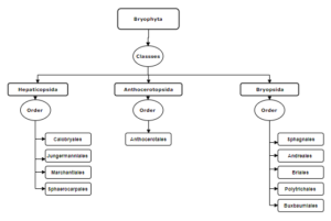 Bryophytes - definition, classification, life cycle, characteristics ...
