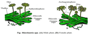 Marchantia - Characteristics, Structure, Reproduction, Classification ...