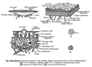 Marchantia - Characteristics, Structure, Reproduction, Classification ...
