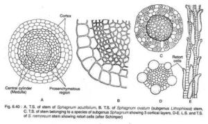 Sphagnum - Habit, characteristics, structure, reproduction - Biology ...