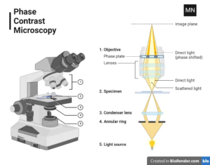 Phase Contrast Microscopy- Principle, Parts, Uses - Biology Notes Online