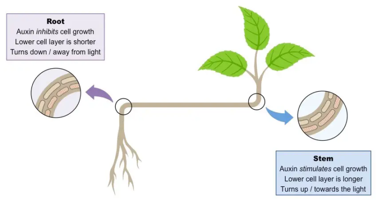 Tropism - Definition, Types, Mechanism, Examples, Importance - Biology ...