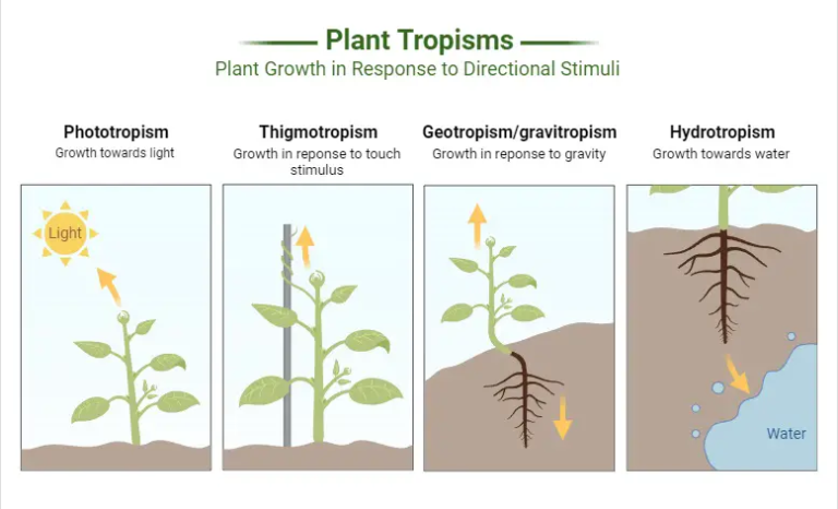 Tropism - Definition, Types, Mechanism, Examples, Importance - Biology ...