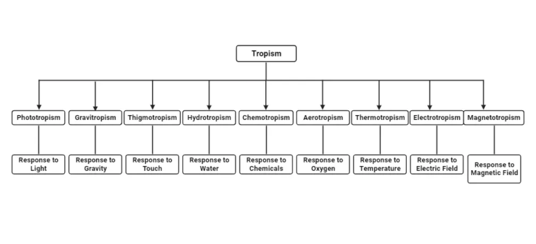 Tropism - Definition, Types, Mechanism, Examples, Importance - Biology ...