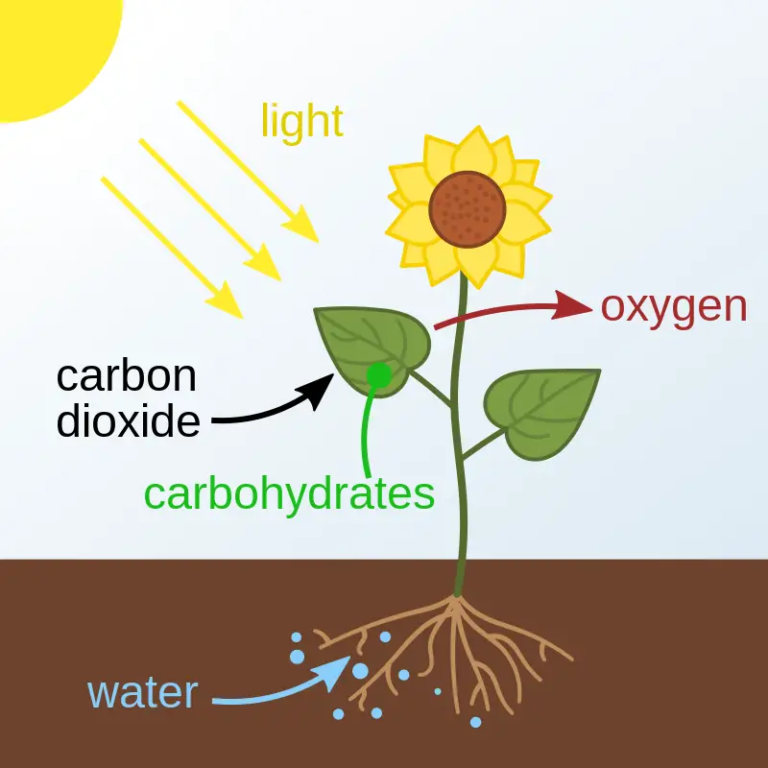 Photosynthesis - Definition, Steps, Equation, Process, Diagram ...
