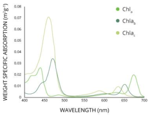 Photosynthesis - Definition, Steps, Equation, Process, Diagram ...