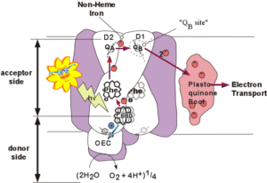 Photosynthesis - Definition, Steps, Equation, Process, Diagram ...
