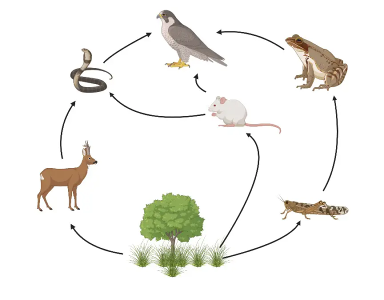 Food Web - Definition, Types, Examples - Biology Notes Online