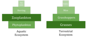 Ecological Pyramids - Definition, Types, Examples, Importance ...