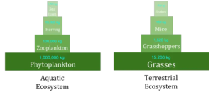 Ecological Pyramids - Definition, Types, Examples, Importance ...