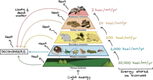 Energy Flow in Ecosystem - Biology Notes Online