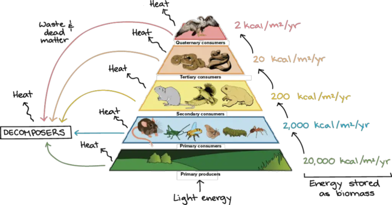 Energy Flow in Ecosystem - Biology Notes Online