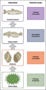 Food Chain - Definition, Types, Parts, Examples - Biology Notes Online