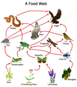 Food Chain - Definition, Types, Parts, Examples - Biology Notes Online
