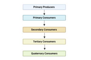 Food Chain - Definition, Types, Parts, Examples - Biology Notes Online
