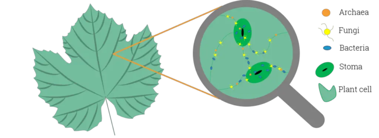 Phyllosphere Microorganisms - Examples, Factors, Effects - Biology ...