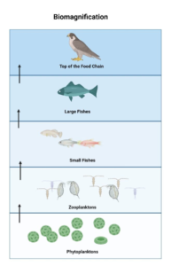 Biological Magnification -Definition, Causes, Effects - Biology Notes ...