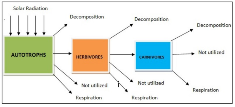Models of Energy Flow in a Ecosystem - Linear and Y-shaped food chains ...