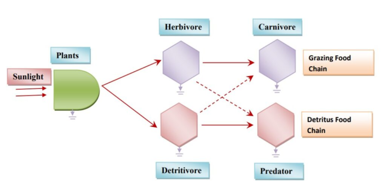 Models of Energy Flow in a Ecosystem - Linear and Y-shaped food chains ...