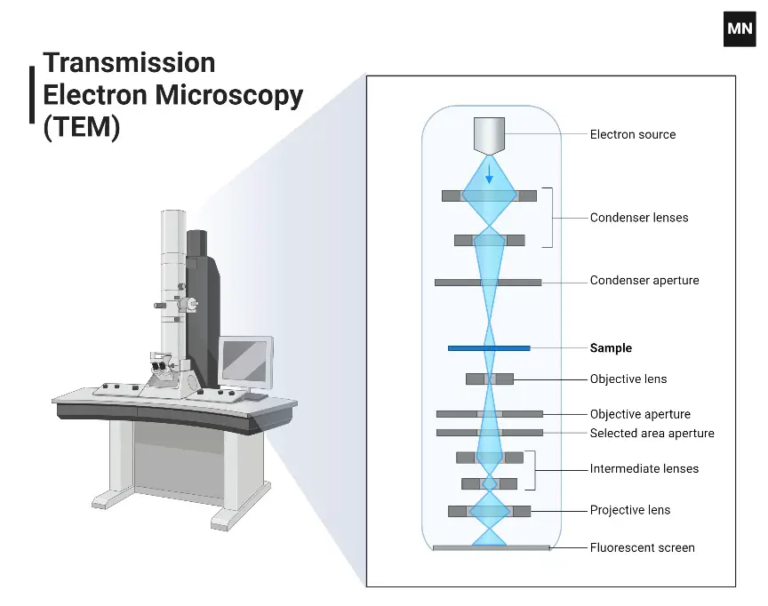 Inverted Microscope - Principle, Procedure, Parts, Uses - Biology Notes ...