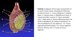 Human Male Reproductive System - Organs, Structure, Functions - Biology ...