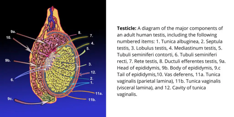 Human Male Reproductive System - Organs, Structure, Functions - Biology ...